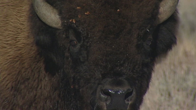 Facing the Storm: Story of the American Bison - ITVS